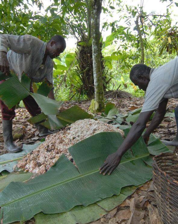 From Bean to Bar – Divine Chocolate